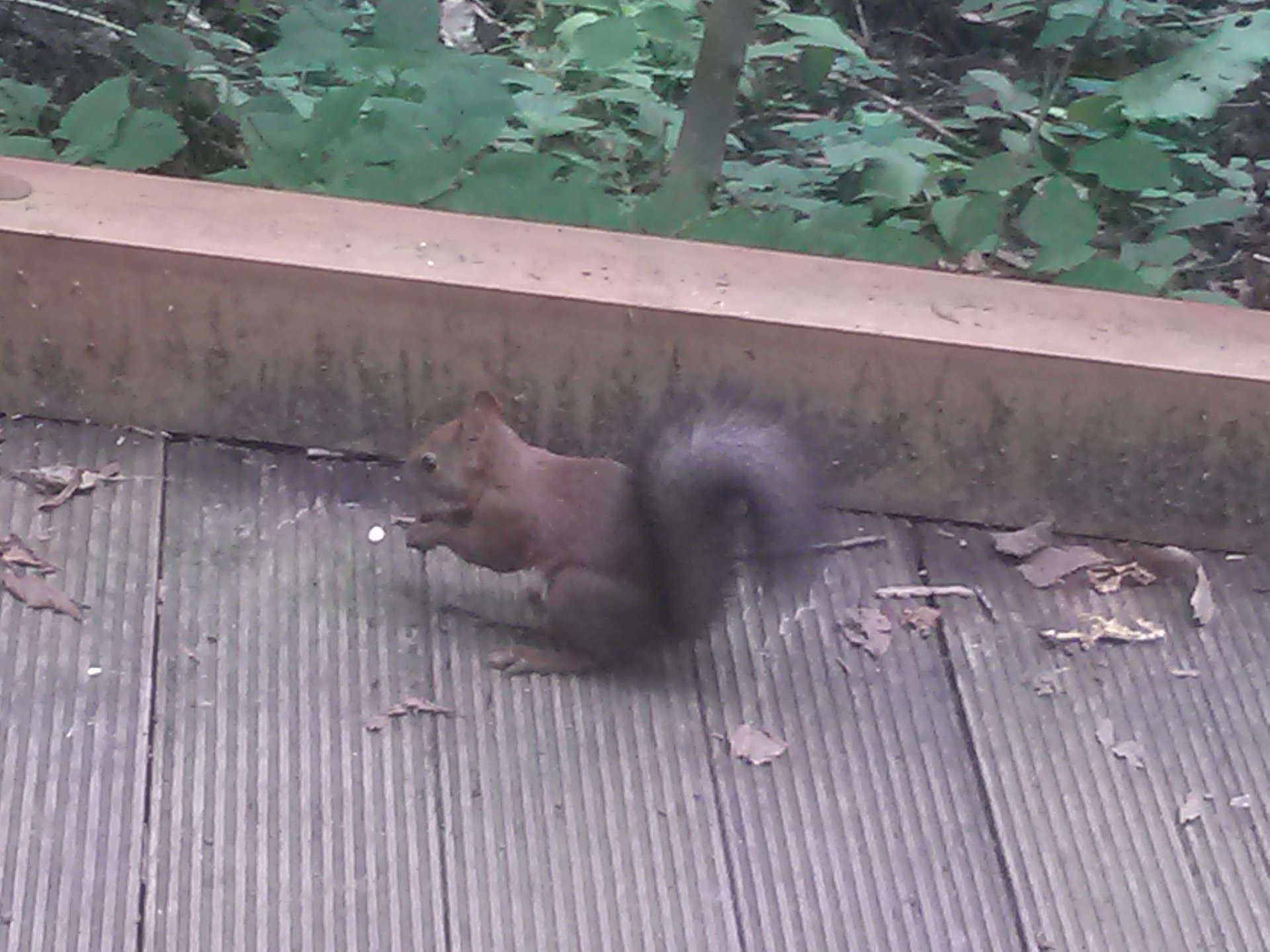 珍事発生！娘がリスに噛まれた？？: まゆゆママの笑える家族たち日記